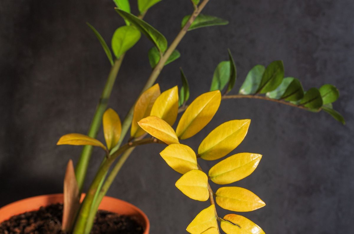 13 Gorgeous Types Of ZZ Plants And Their Care Guide