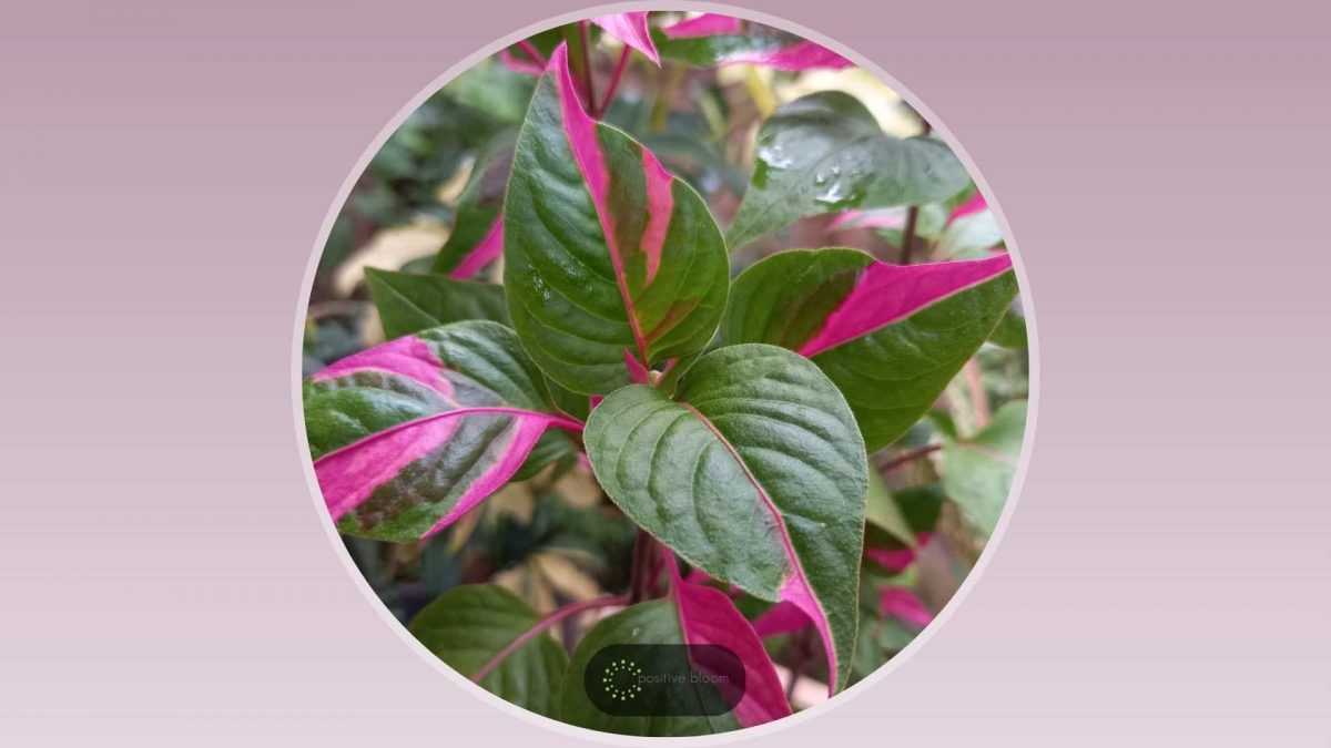 How To Care For The Party Time Plant + Solving Common Issues