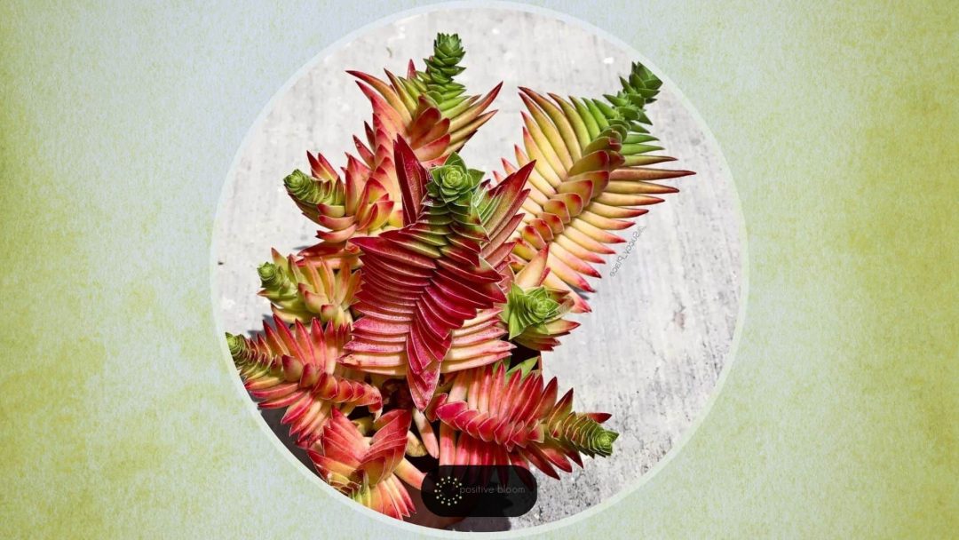 How To Care For The Red Pagoda + Solve Its Common Issues