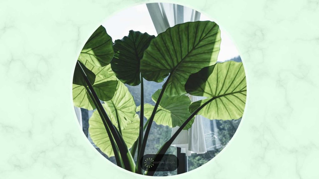 How To Grow An Elephant Ear Plant Indoors (The Best Tips)