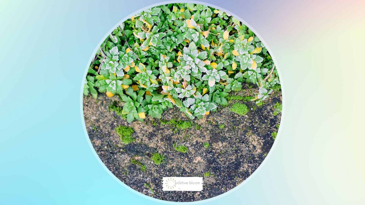 How To Take Care Of Creeping Phlox In Winter
