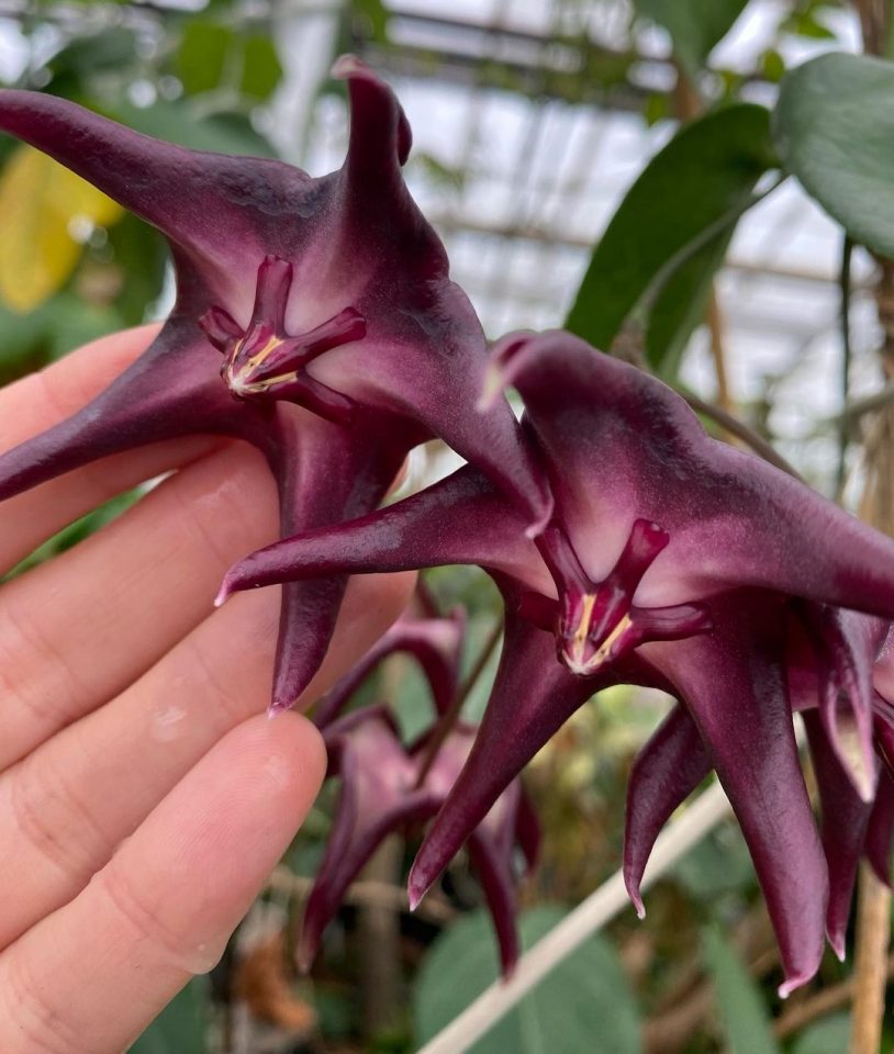 Meet The Lovely Hoya Macgillivrayi & Learn How To Take Care Of It