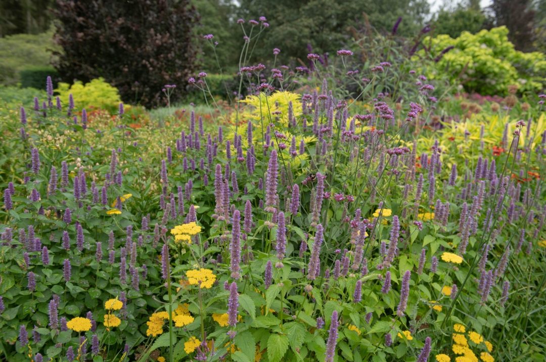 15 Best Turnip Companion Plants + Some To Avoid