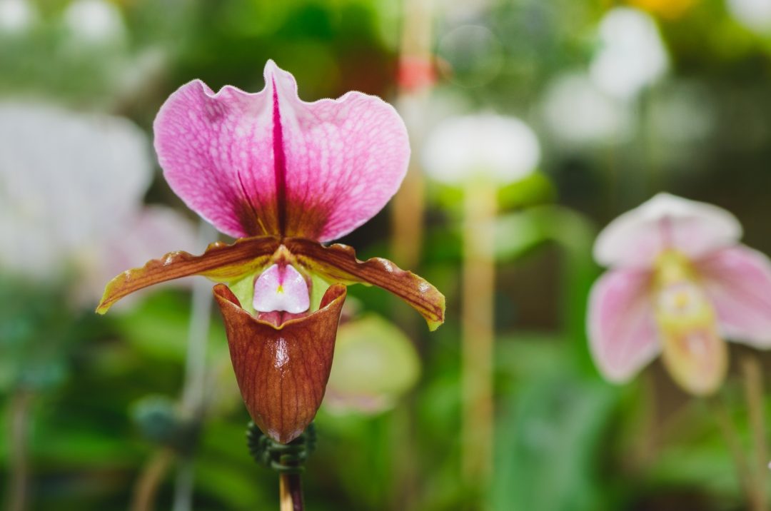 Terrestrial Orchid Species And The Best Way To Grow Them