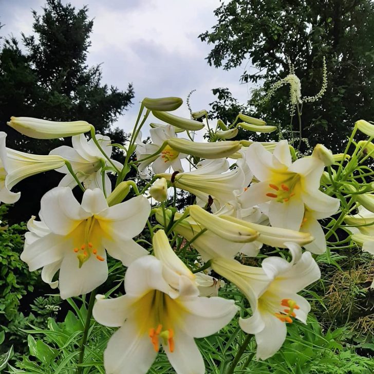 6 Popular Trumpet Lilies And How To Care For Them