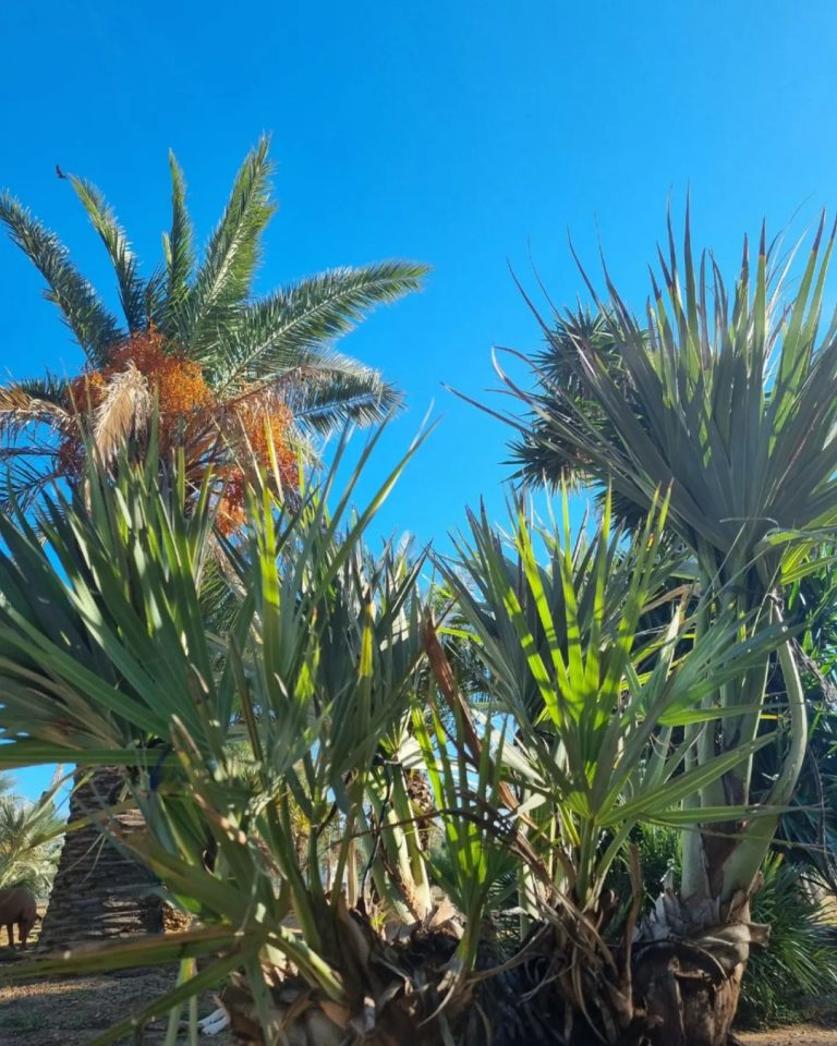 The Best North Carolina Palm Trees For Your Backyard