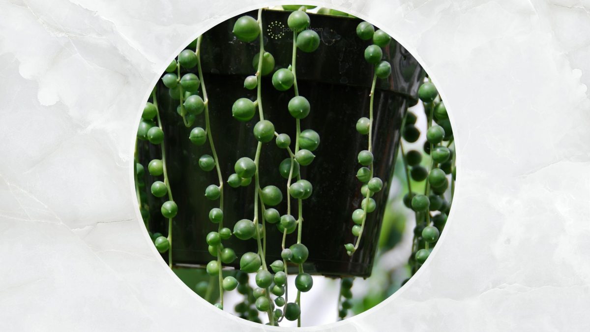 Meet 13 Eye-catching String Plants For Growing Indoors