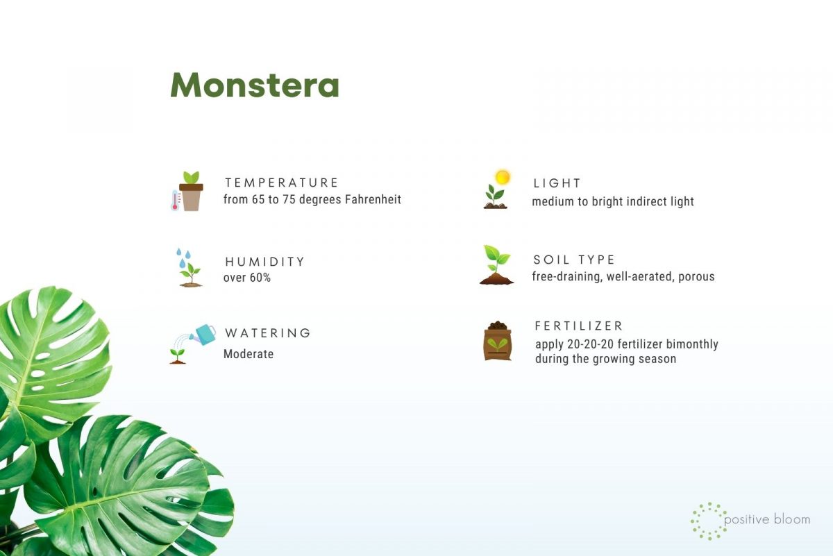 Monstera Plant Care: Tips For A Happy And Healthy Plant