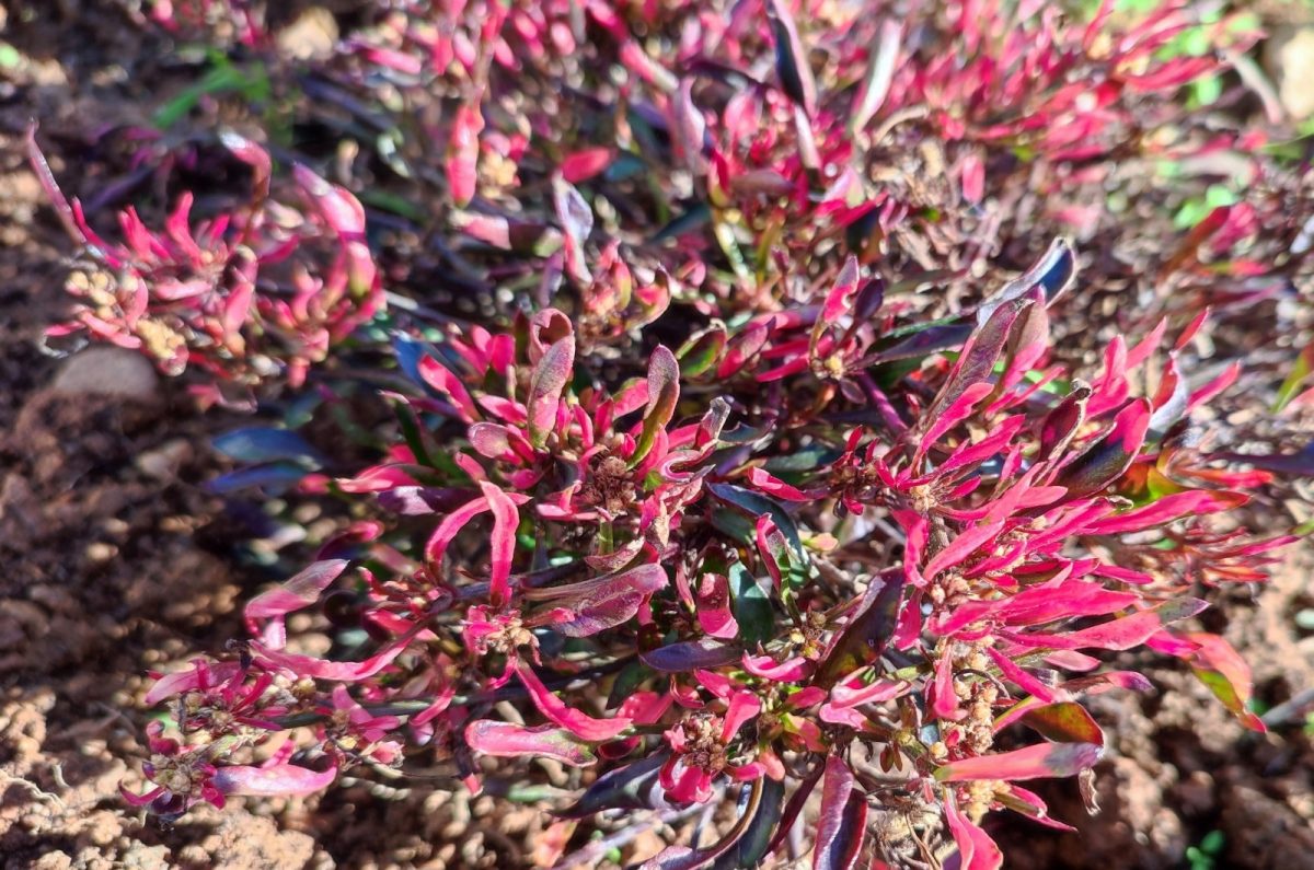 How To Care For The Party Time Plant + Solving Common Issues