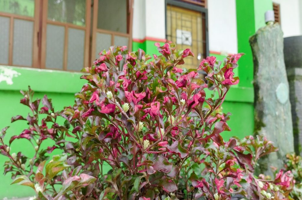 How To Care For The Party Time Plant + Solving Common Issues