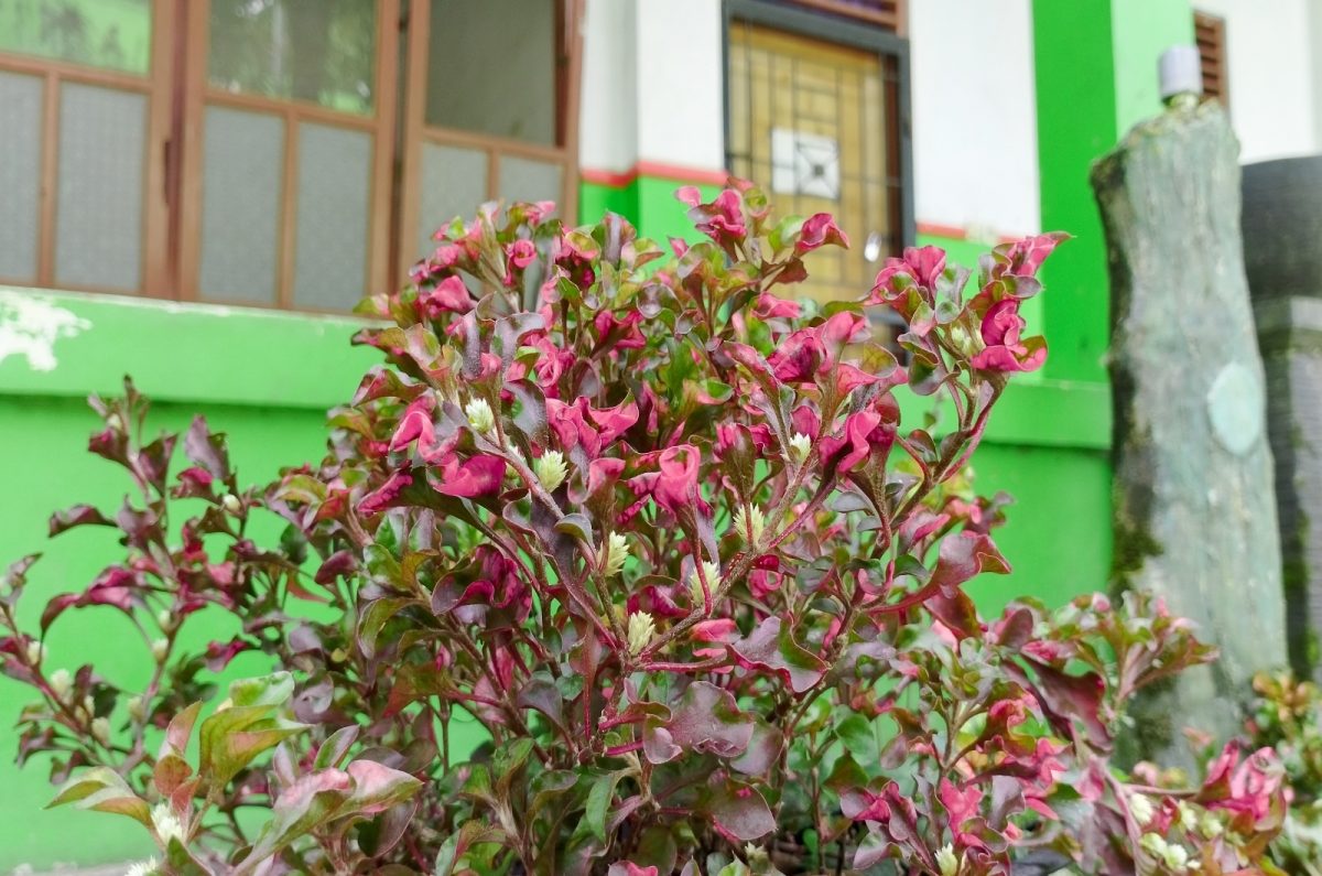 How To Care For The Party Time Plant + Solving Common Issues