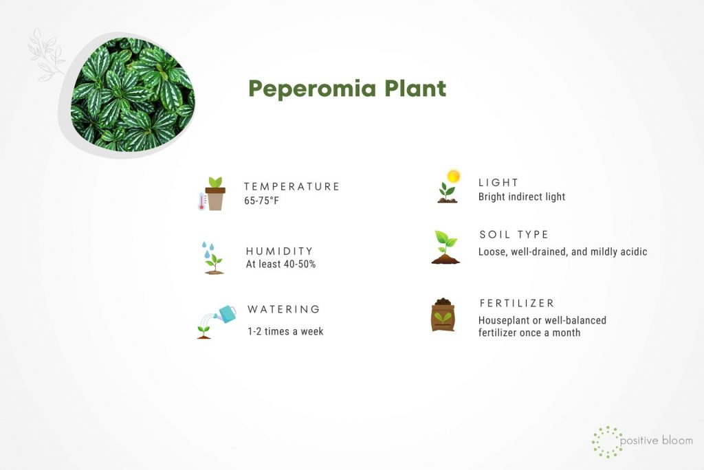 How To Care For The Peperomia Plant + Resolve The Main Issues