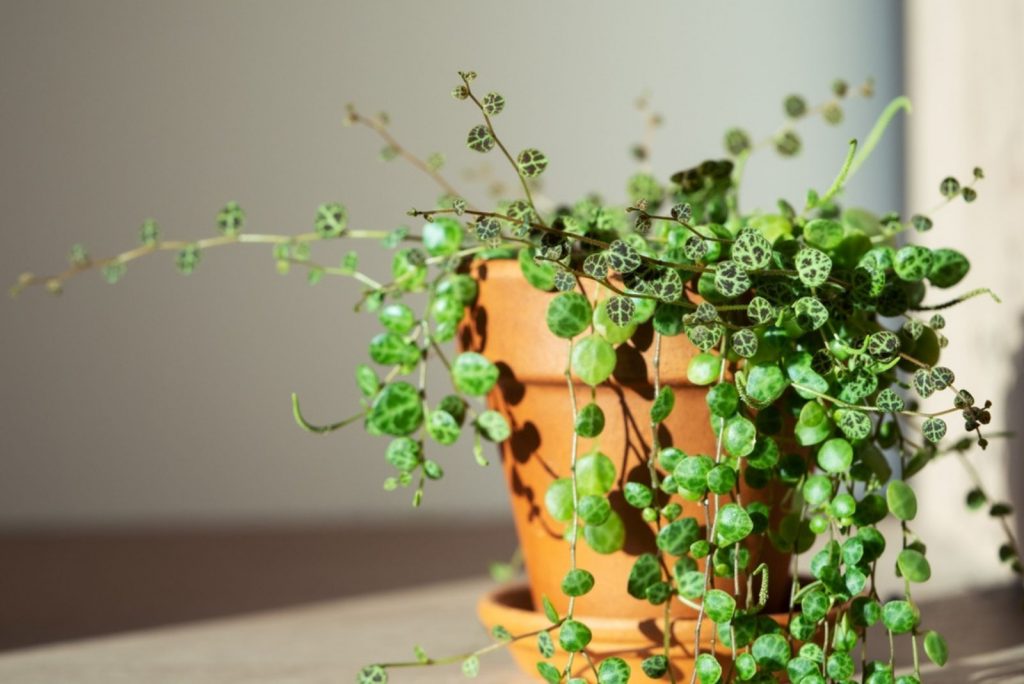 Meet 13 Eye-catching String Plants For Growing Indoors