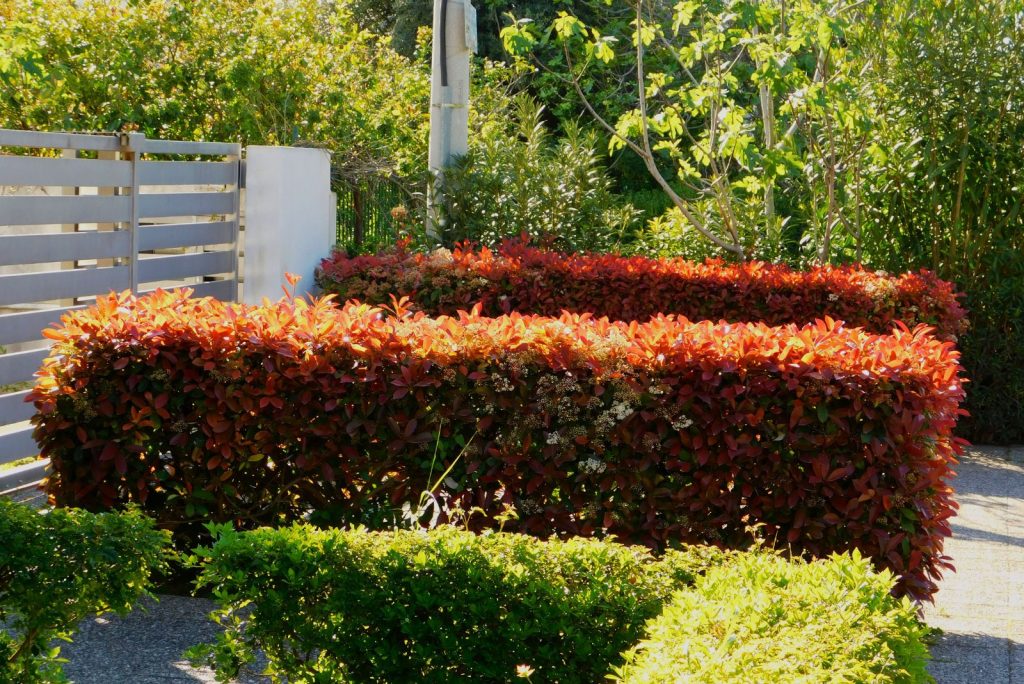 18 Stunning Low-maintenance Hedging Plants For Your Garden