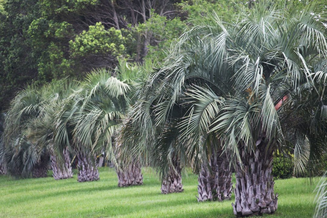 The Best North Carolina Palm Trees For Your Backyard