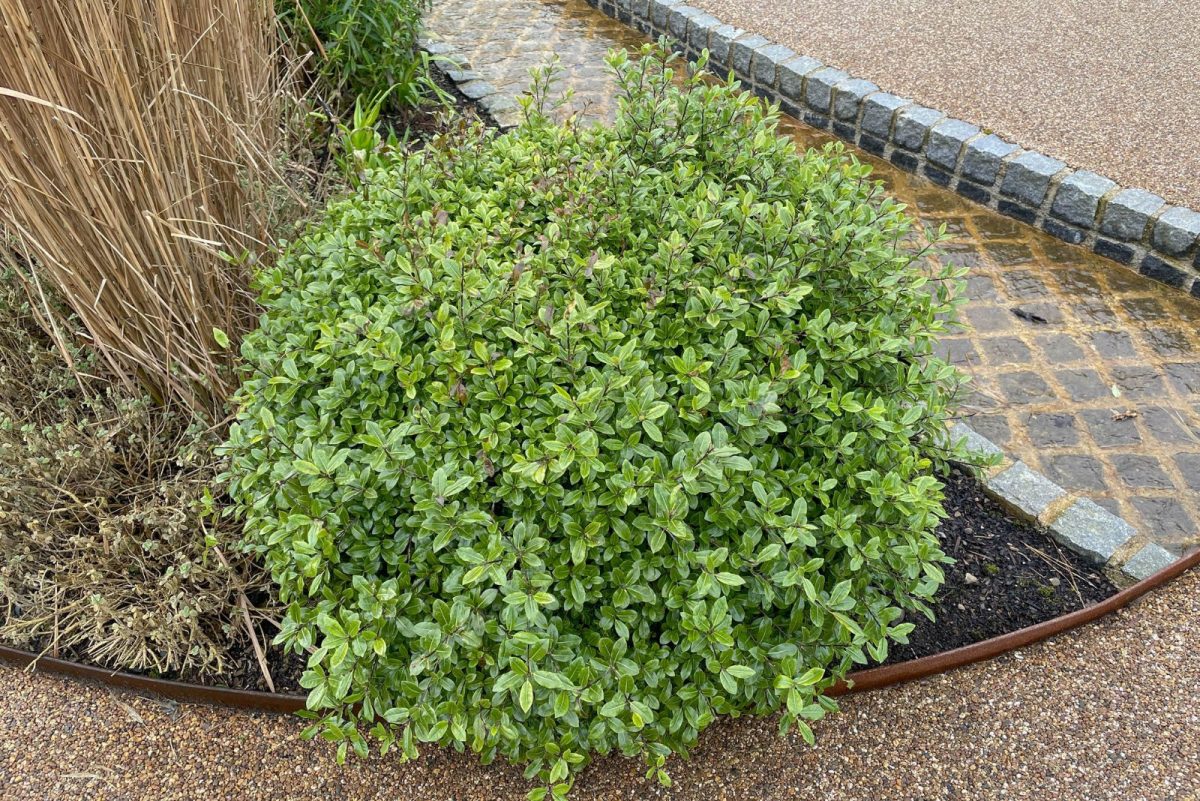 18 Stunning Low-maintenance Hedging Plants For Your Garden