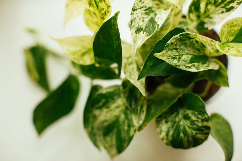 9 Helpful Tips For How To Make Pothos Grow Faster