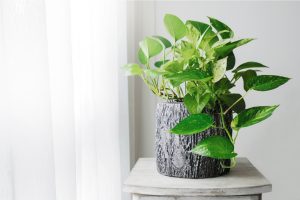 9 Helpful Tips For How To Make Pothos Grow Faster