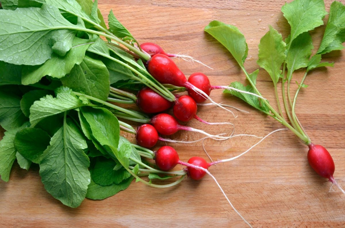 11 Hydroponic Vegetables That Are Easy To Grow