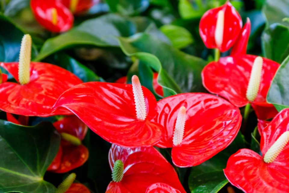 How To Grow And Care For The Flamingo Plant aka Laceleaf