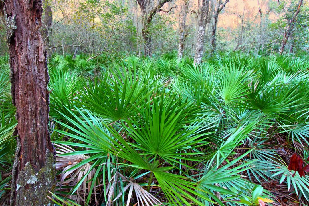 The Best North Carolina Palm Trees For Your Backyard