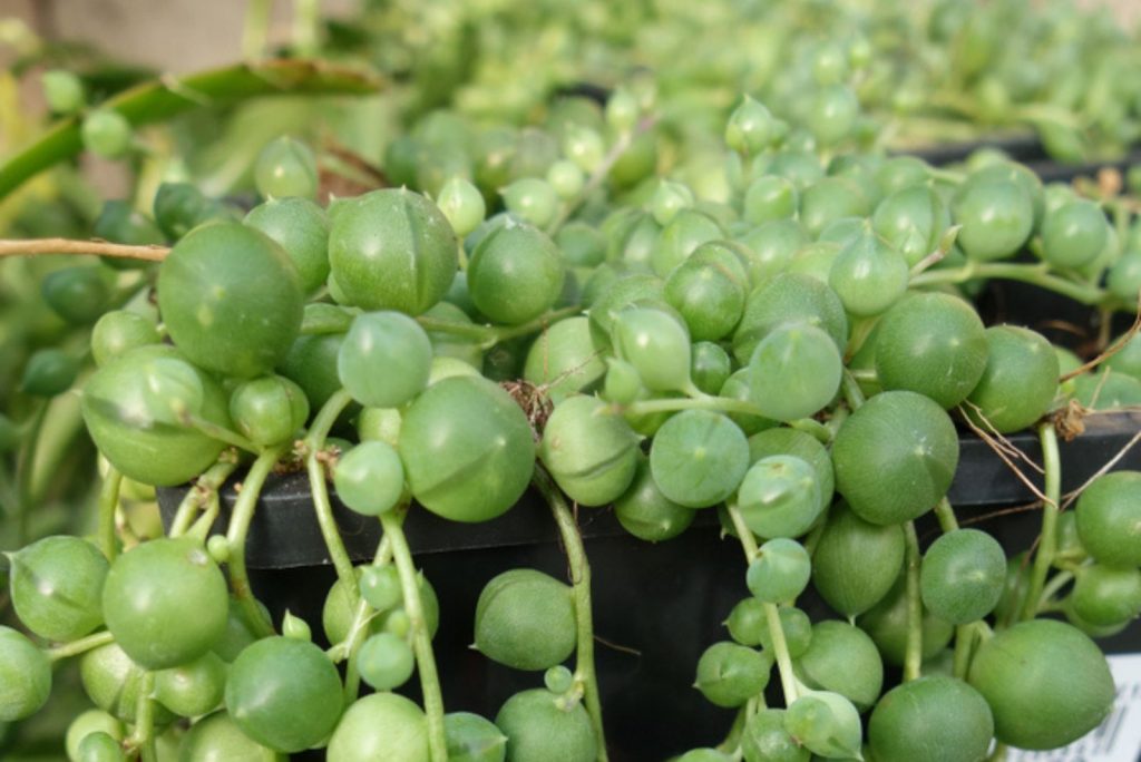 Meet 13 Eye-catching String Plants For Growing Indoors