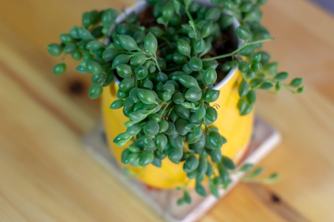 Meet 13 Eye-catching String Plants For Growing Indoors
