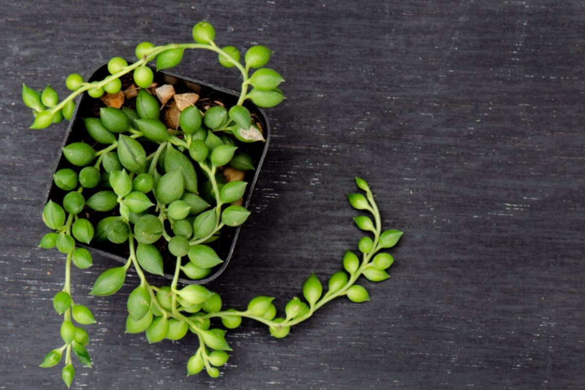 Meet 13 Eye-catching String Plants For Growing Indoors