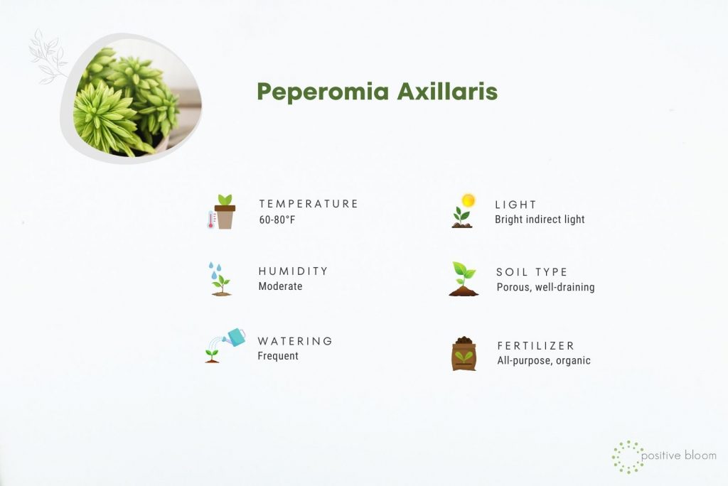 If You Love Tacos, Then Get This Adorable Taco Plant!