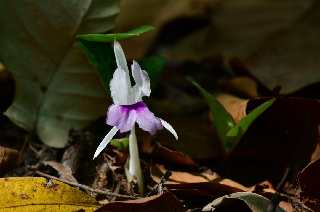 Terrestrial Orchid Species And The Best Way To Grow Them