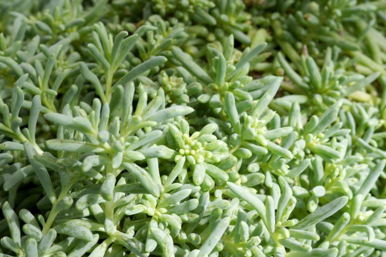 Meet 13 Eye-catching String Plants For Growing Indoors