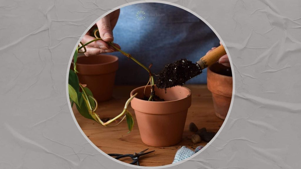 Tips & Tricks To Create The Best Pothos Soil Mix