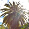 The Best North Carolina Palm Trees For Your Backyard