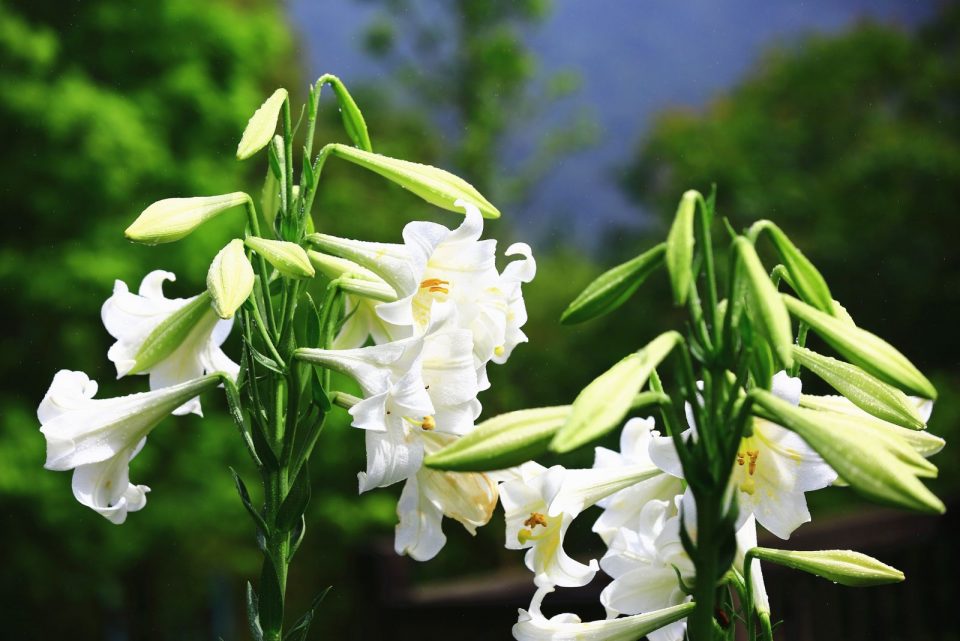 6 Popular Trumpet Lilies And How To Care For Them