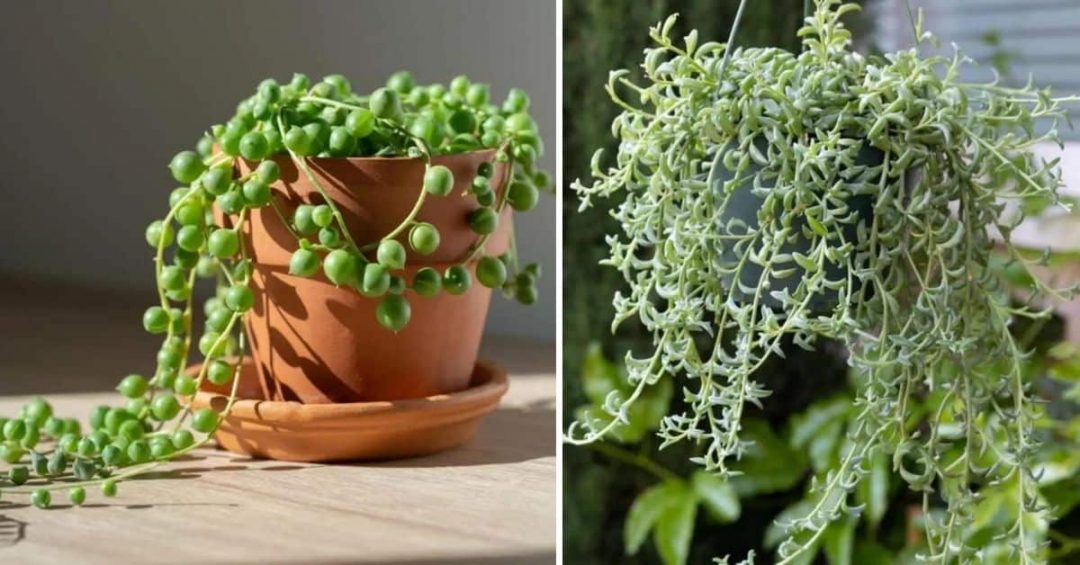 Meet 13 Eye-catching String Plants For Growing Indoors