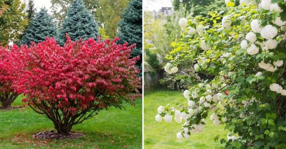 16 Breathtaking Low-maintenance Hedging Plants For Your Garden