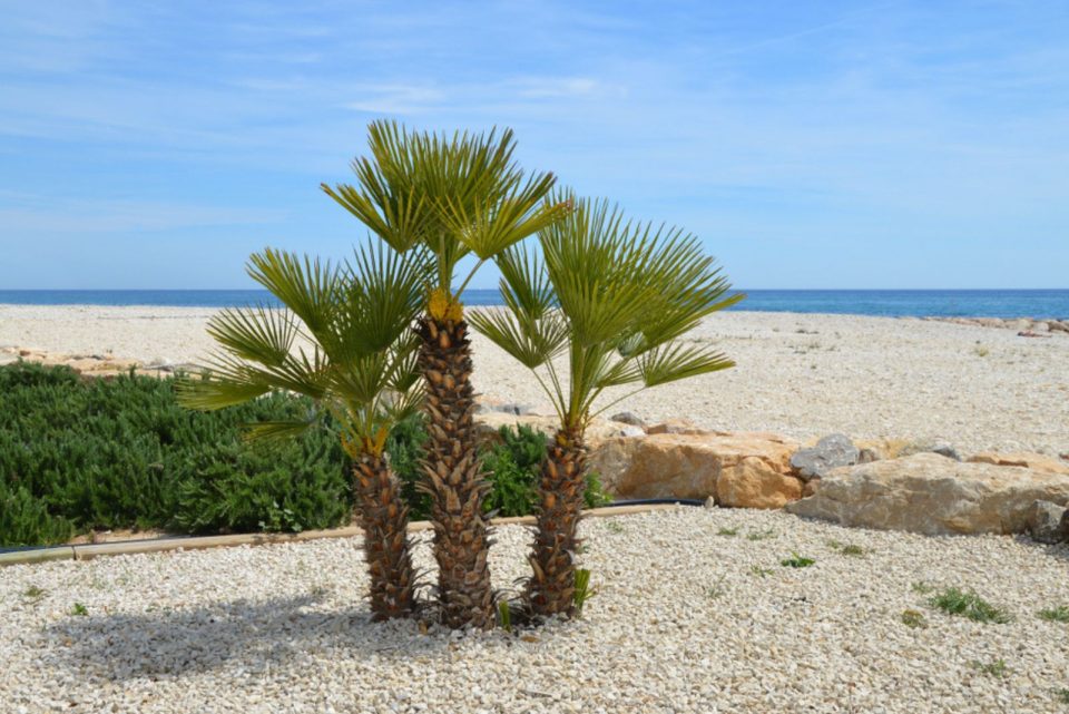 The Best North Carolina Palm Trees For Your Backyard