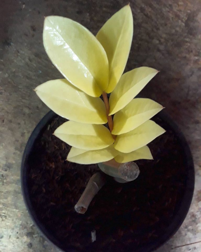 13 Gorgeous Types Of ZZ Plants And Their Care Guide