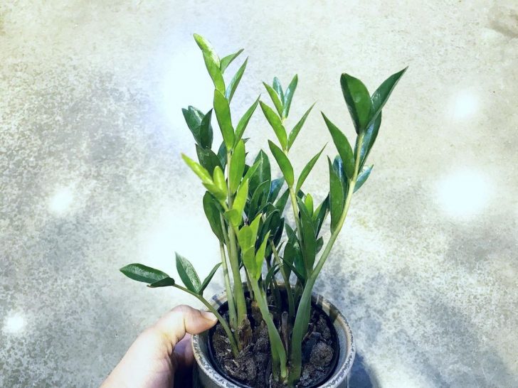 13 Gorgeous Types Of ZZ Plants And Their Care Guide