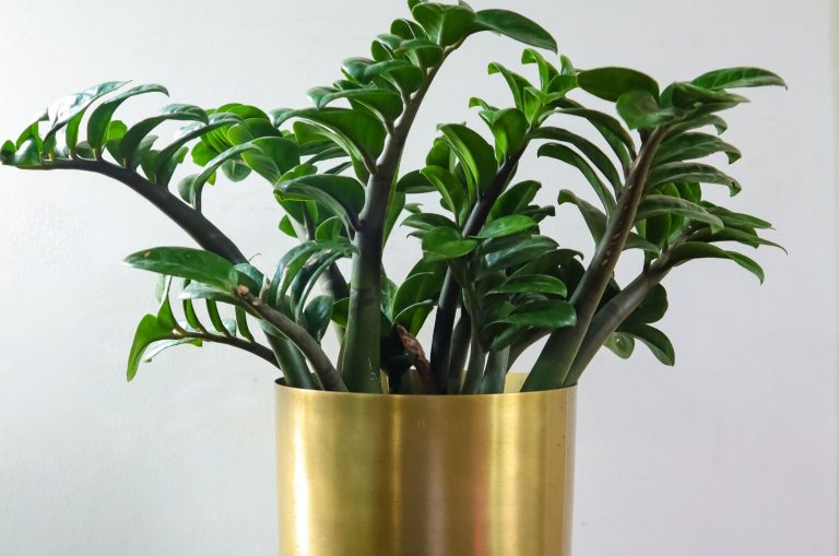 13 Gorgeous Types Of ZZ Plants And Their Care Guide