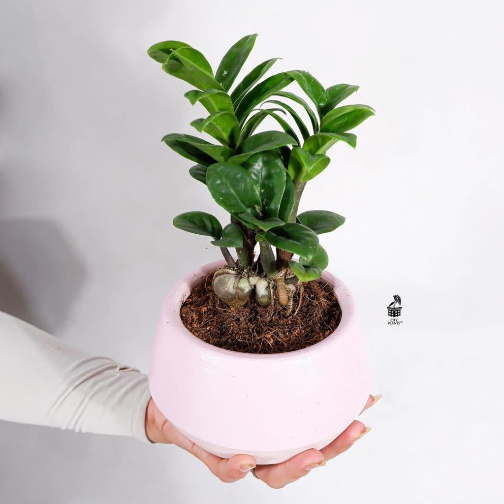 13 Gorgeous Types Of ZZ Plants And Their Care Guide