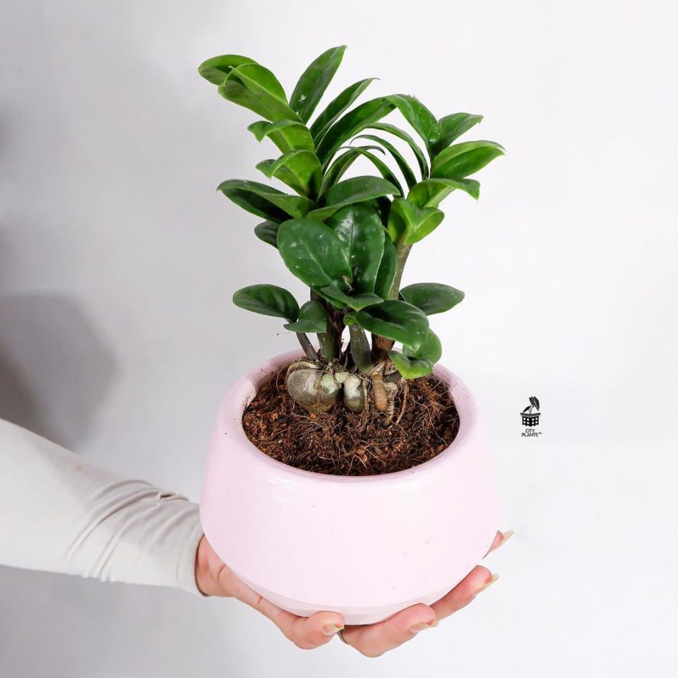 13 Gorgeous Types Of ZZ Plants And Their Care Guide