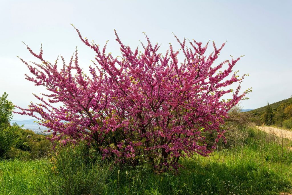 A List Of 21 Zone 7 Trees And Their Care Requirements