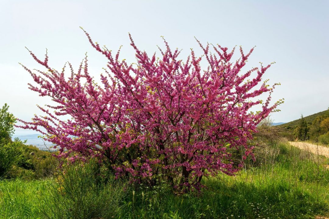 A List Of 21 Zone 7 Trees And Their Care Requirements