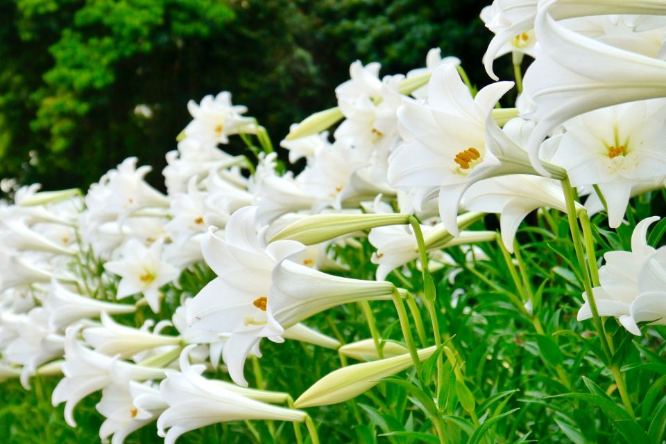 6 Popular Trumpet Lilies And How To Care For Them