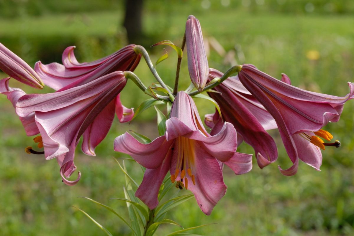 6 Popular Trumpet Lilies And How To Care For Them