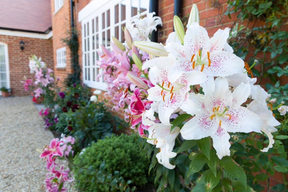 6 Popular Trumpet Lilies And How To Care For Them
