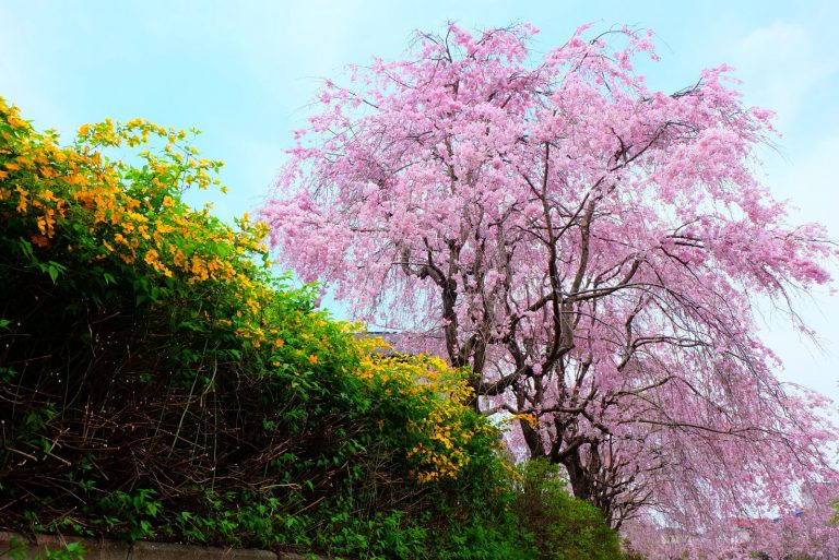 A List Of 21 Zone 7 Trees And Their Care Requirements