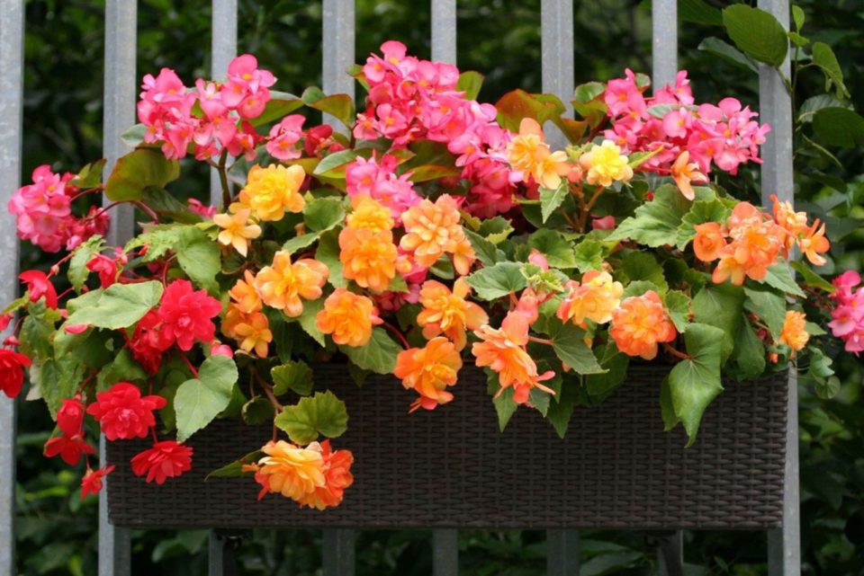 How To Keep Begonias Blooming? All You Need To Know