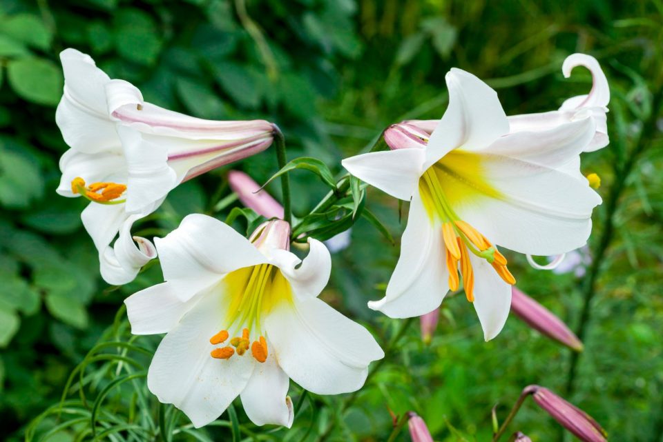 6 Popular Trumpet Lilies And How To Care For Them